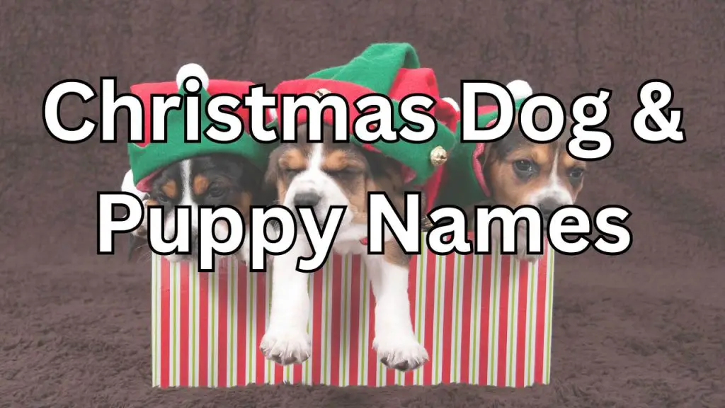250 Christmas Dog Puppy Names Cute Unique Festive And More 